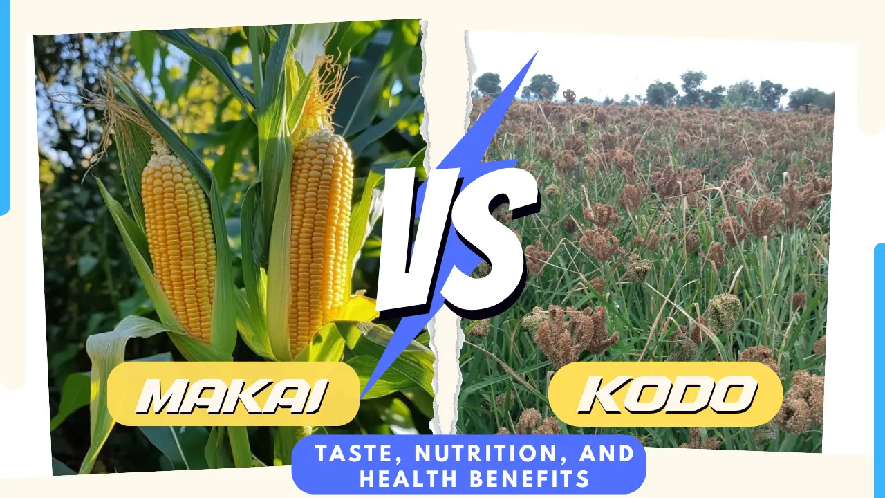 Makai vs Kodo in Nepal: Taste, Nutrition, and Health Benefits Guide